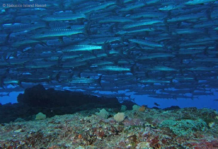 Schools of Barracuda - Aquamarine Diving - Bali