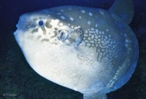 Ocean sunfish (Mola-Mola) in Indonesia