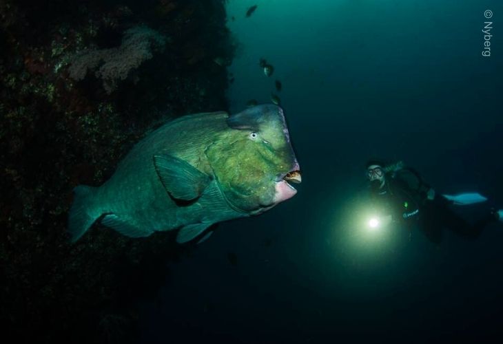 Night-Dive-Tulamben-Bay - Aquamarine Diving - Bali